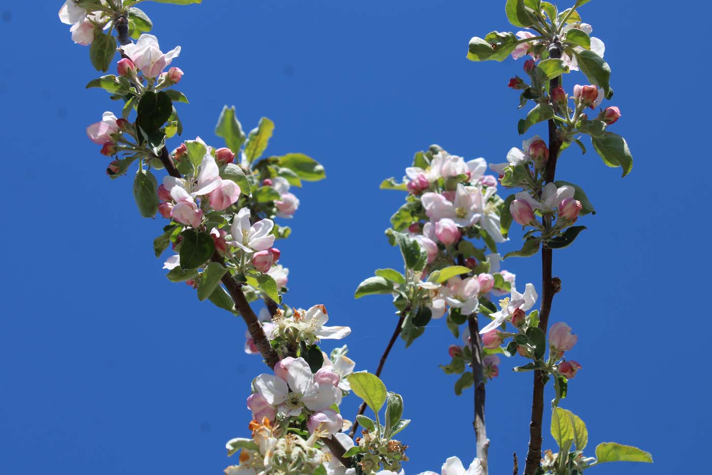Fruit Tree Varieties for Central Oregon | Madras Pioneer