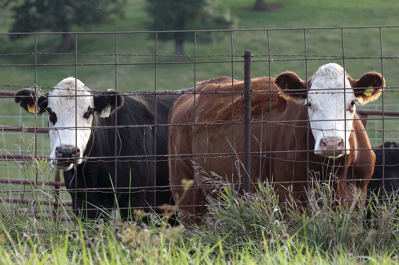 Beef Quality Assurance program informs consumers | Madras Pioneer